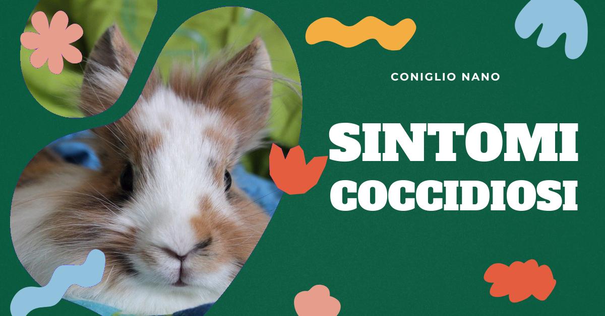 Riconoscere e Curare la Coccidiosi nei Conigli: Sintomi, Prevenzione e ...