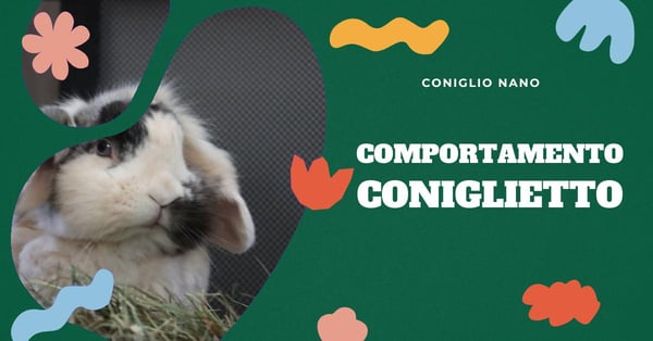 Come Riconoscere se il Tuo Coniglio Nano è Felice: Segnali, Linguaggio ...