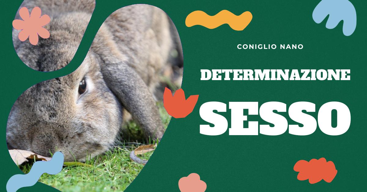Determinare il Sesso del Coniglio: Caratteristiche e Differenze tra ...