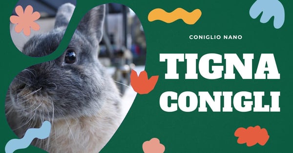 Come Riconoscere la Tigna nei Conigli: Sintomi e Consigli per la Cura ...