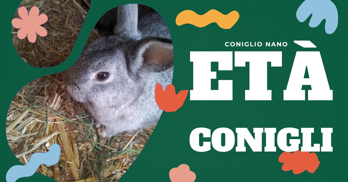 Tabella Età Coniglio: Come Capire l'Età del Tuo Coniglio Domestico ...