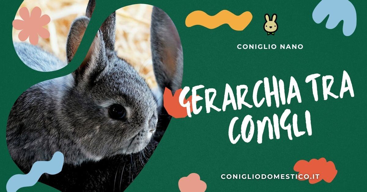Comprendere i Cambiamenti nella Gerarchia tra Conigli