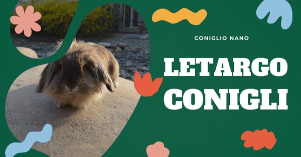 Tutto sul Letargo nei Conigli: Comportamento e Cura durante l'Inverno