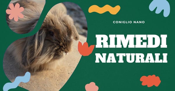 Rimedi per Trattare la Rogna nei Conigli: Consigli e Suggerimenti