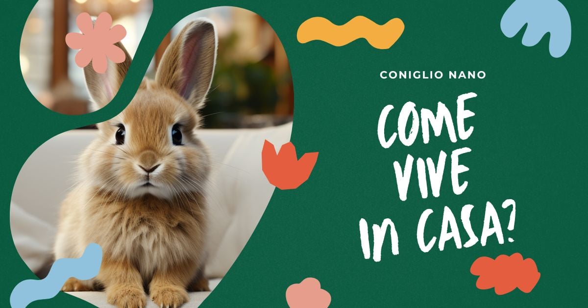 Come vive un Coniglio Nano in casa? Cura e Consigli