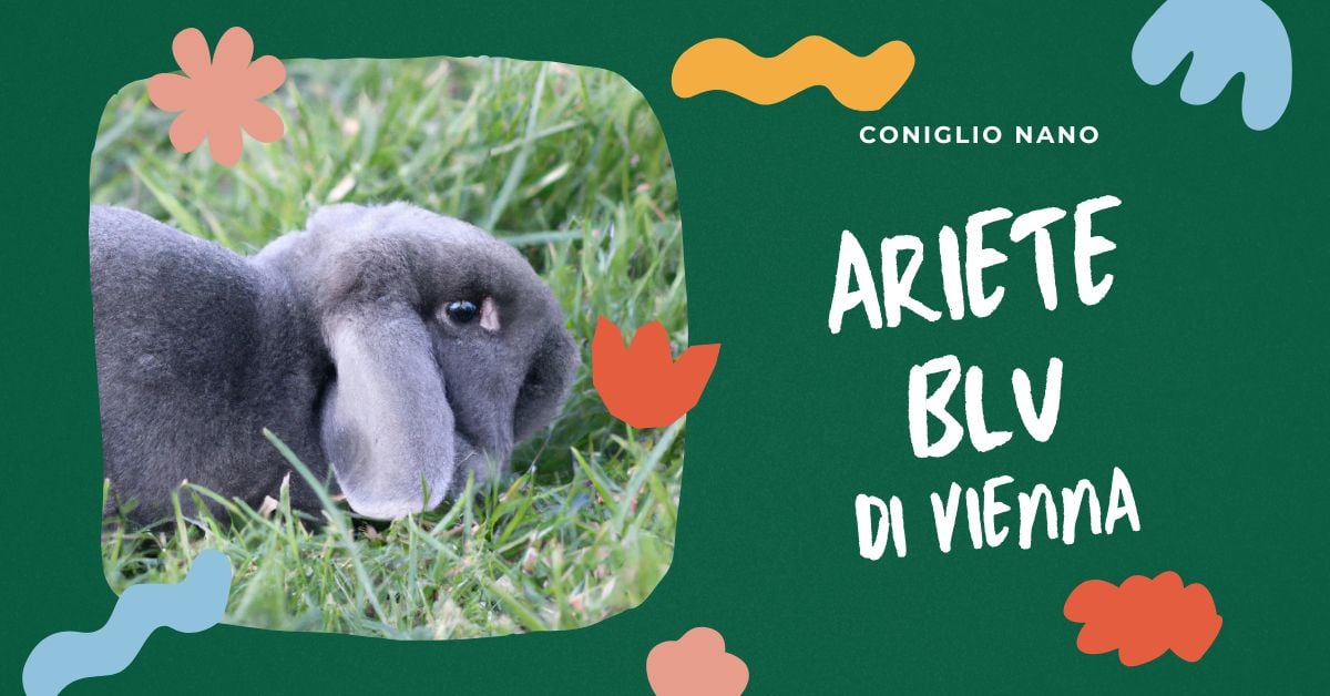 Coniglio Nano Ariete Blu di Vienna