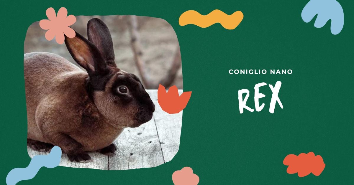 Coniglio Nano Rex: tutto quello che devi sapere
