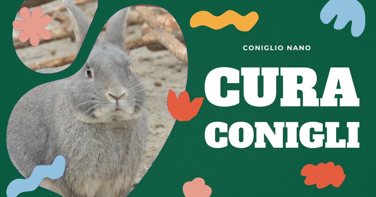 Coniglio Maschio: Informazioni, Cura e Annunci di Vendita in Italia