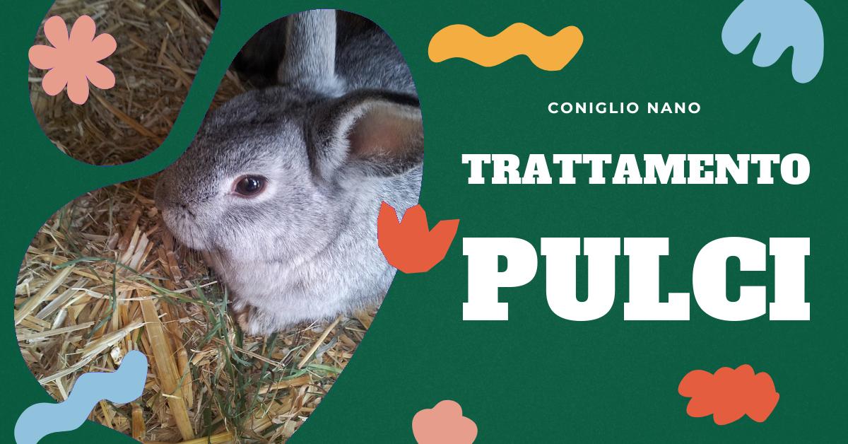 Come Trattare le Pulci nel Coniglio: Consigli e Soluzioni Sicure per il ...
