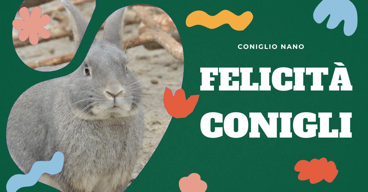 Comprendere la Felicità dei Conigli: Segnali e Comportamenti dei ...