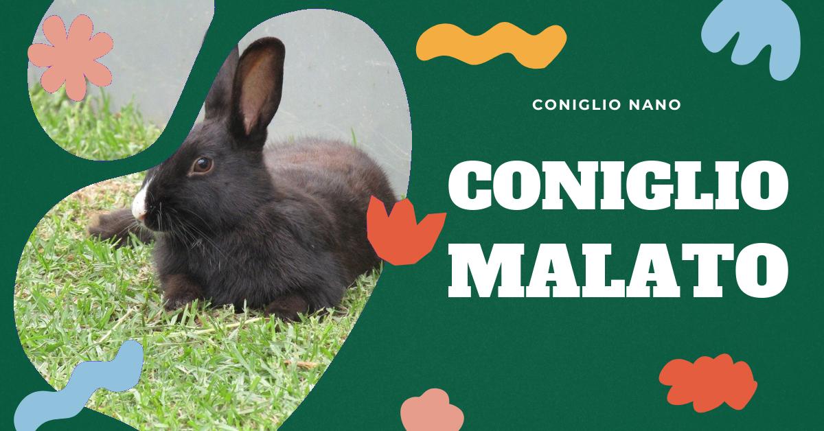 Riconoscere e Curare un Coniglio Nano Malato: Sintomi, Cause e Trattamenti
