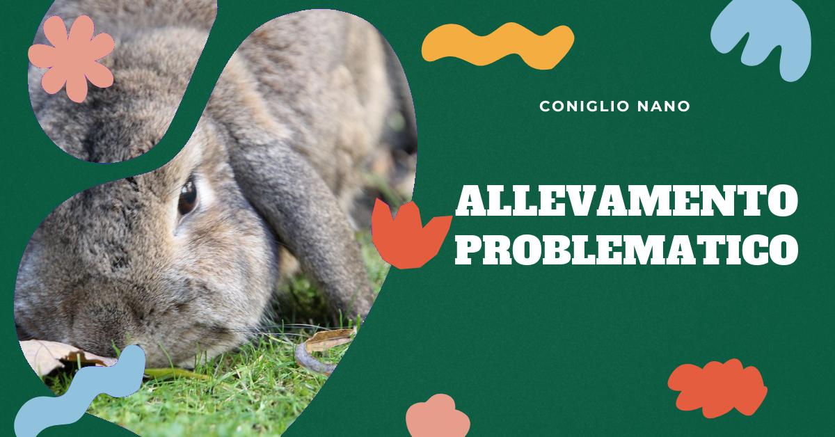Difficoltà nell'Allevamento del Coniglio Nano: Consigli e Soluzioni per Problemi di Salute ...