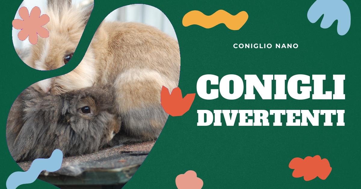 Video Divertenti e Momenti Adorabili del Coniglio che Ride: I più ...