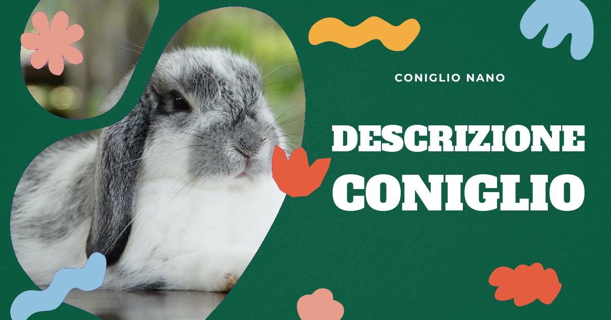 Come Descrivere un Coniglio: Caratteristiche, Comportamento ...