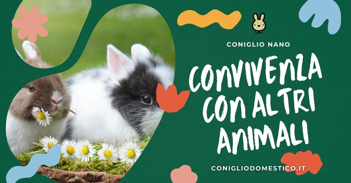 Consigli per una Convivenza Serena tra Conigli e Altri Animali