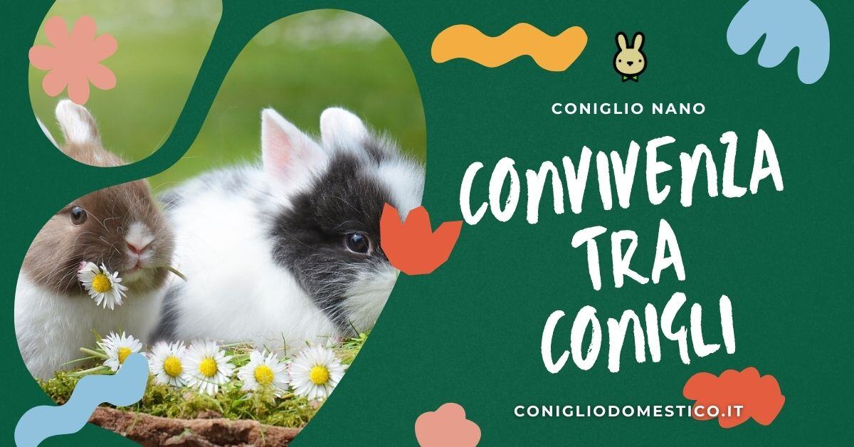 Quanti conigli possono vivere insieme: Consigli per la Convivenza