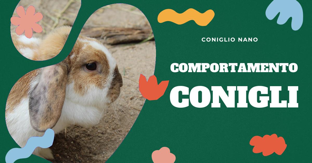 Comportamento dei Conigli: Perché il Coniglio si lancia contro di te