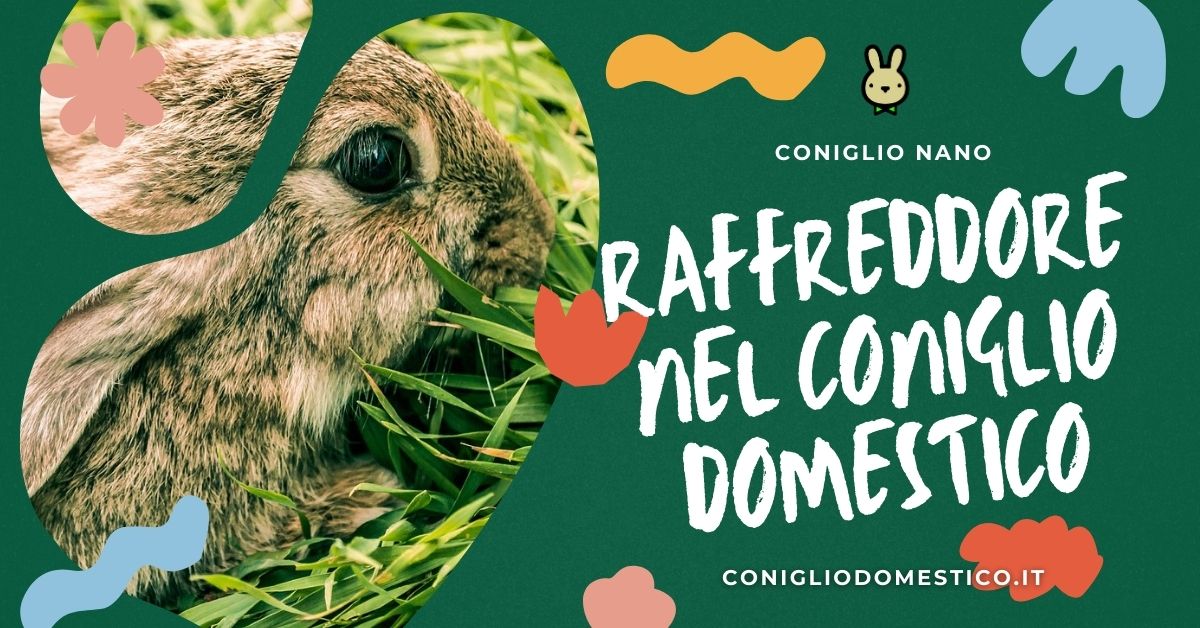 Raffreddore nel Coniglio: Sintomi, Diagnosi, Terapia e Rimedi