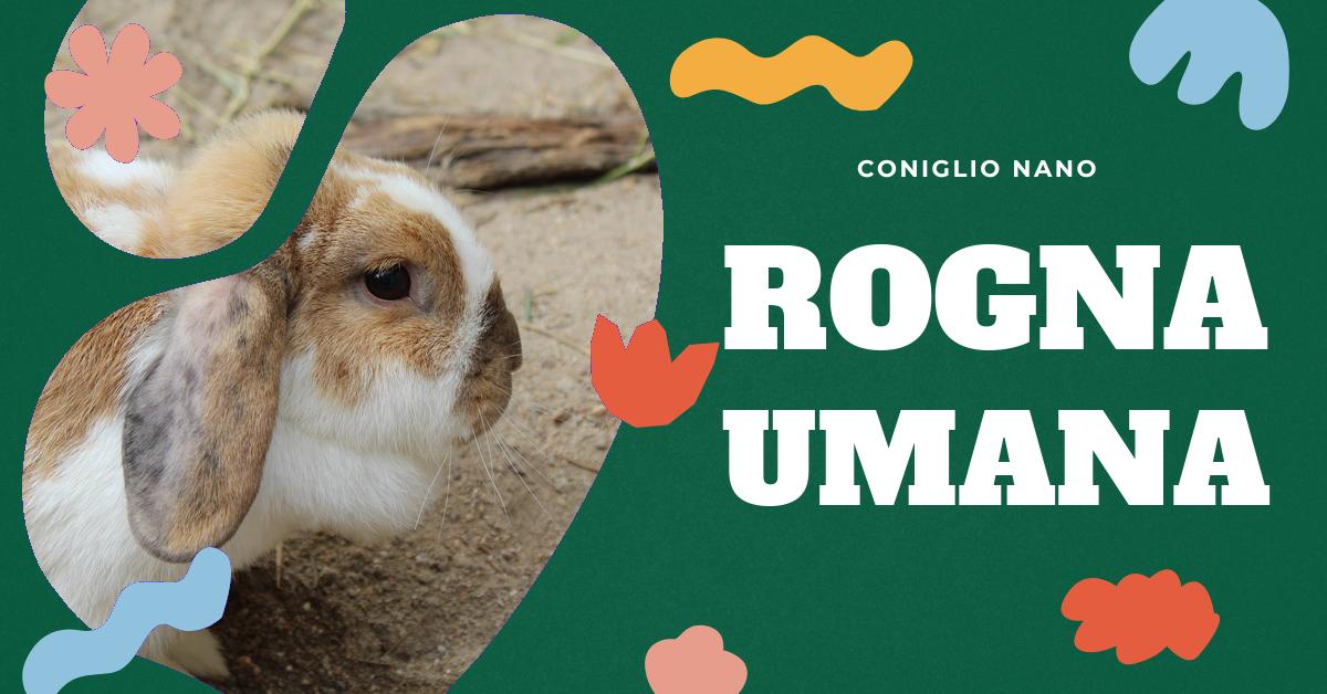 Rogna del Coniglio: Sintomi, Cura e Possibilità di Trasmissione all'Uomo