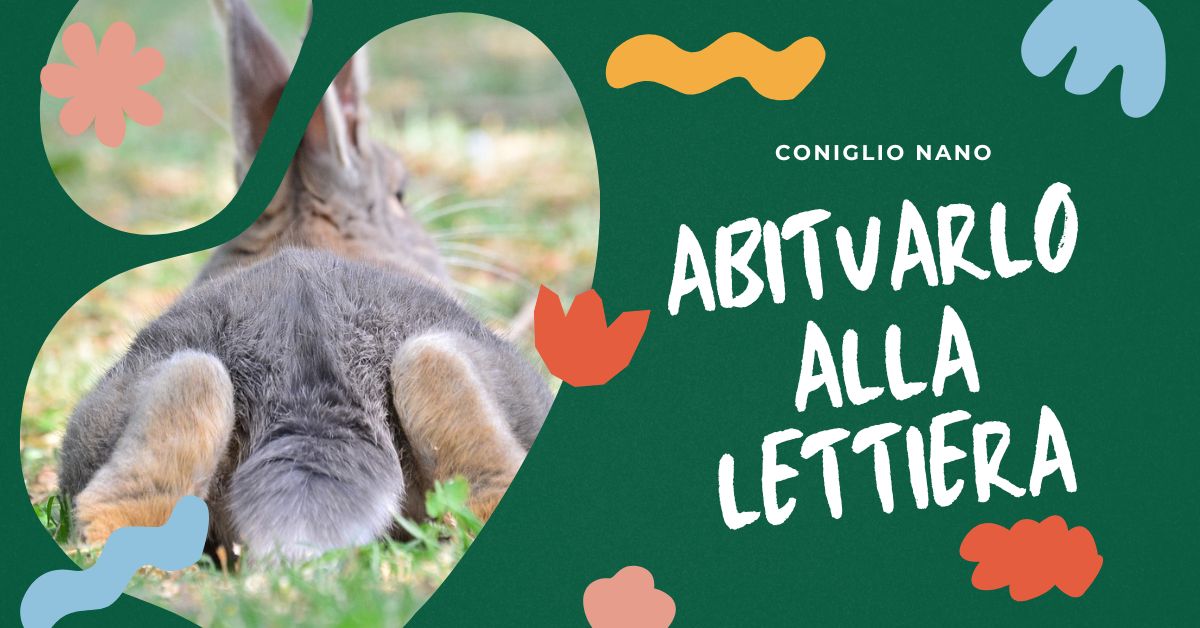 Come Abituare il Coniglio alla Lettiera: Consigli Pratici
