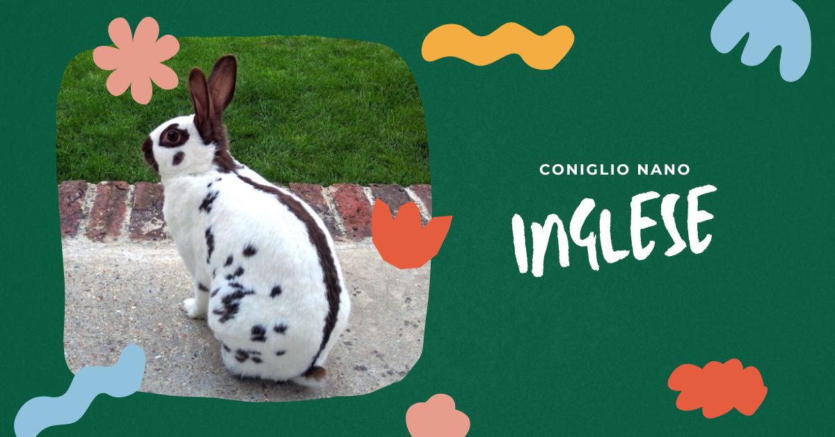Coniglio Nano Inglese: tutto quello che devi sapere