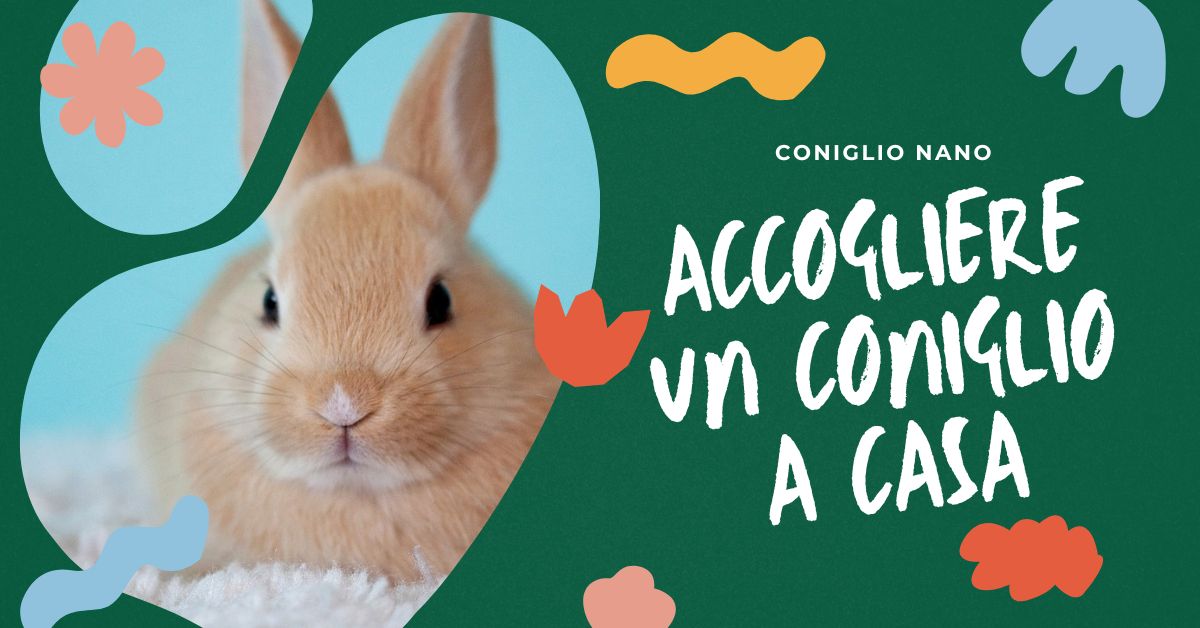 Come Gestire un Coniglio Nano a Casa: Consigli Pratici